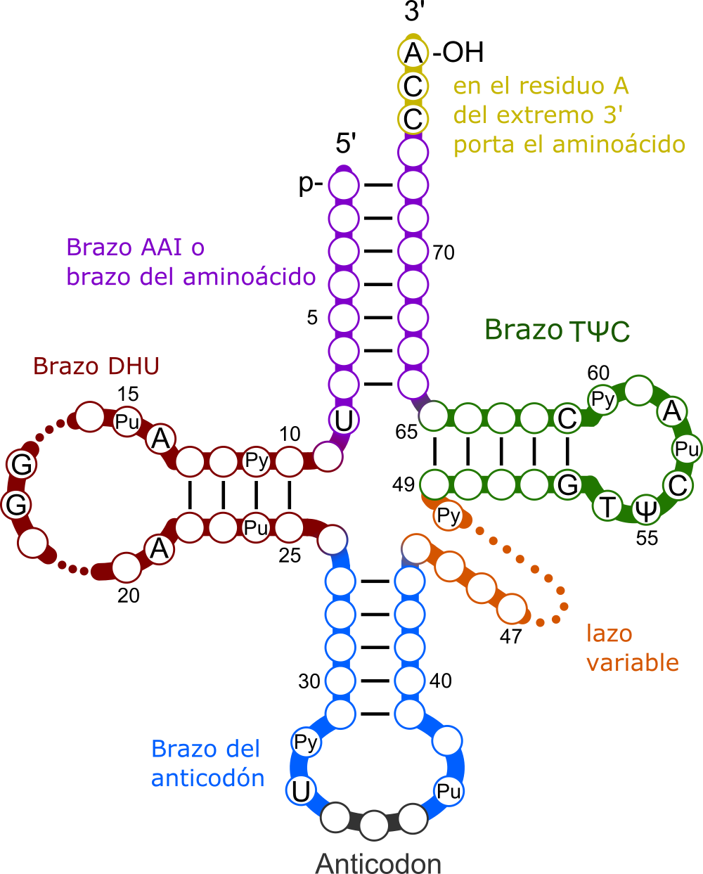 Traducción del ARN y código genético | Ciencia y Biología