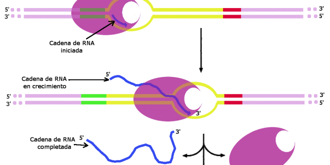 Proceso de transcripción del ADN y formación del ARN mensajero ...