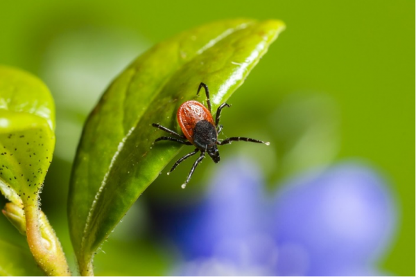 Garrapatas, ¿un riesgo para la salud? | Ciencia y Biología